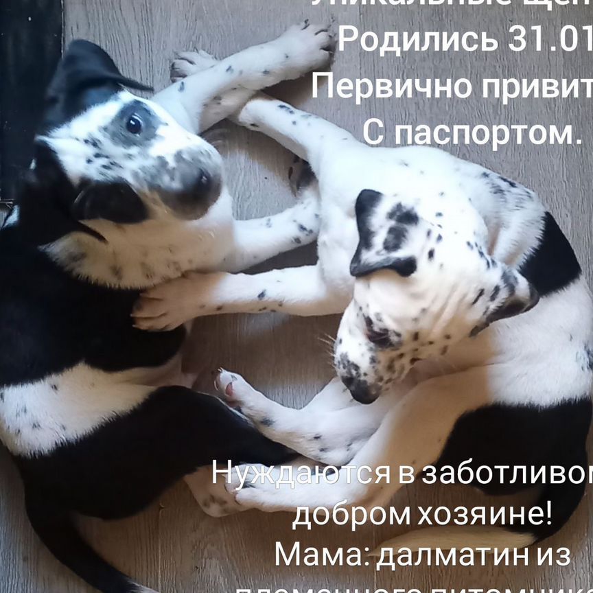 Щенок в добрые руки