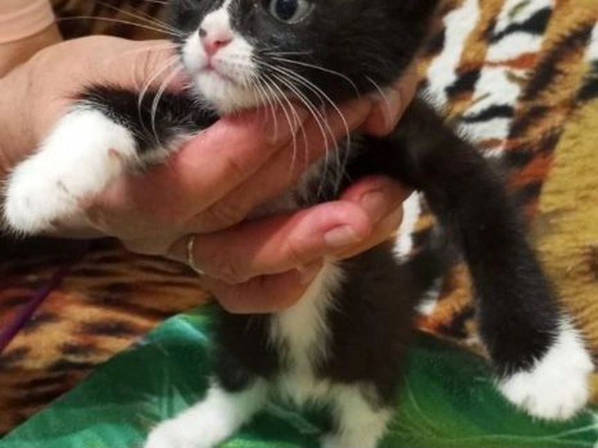 Котенок в добрые руки