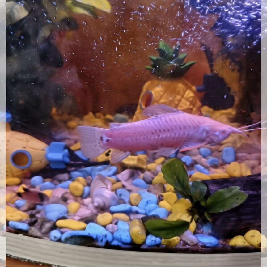 Сом-торакатум альбинос