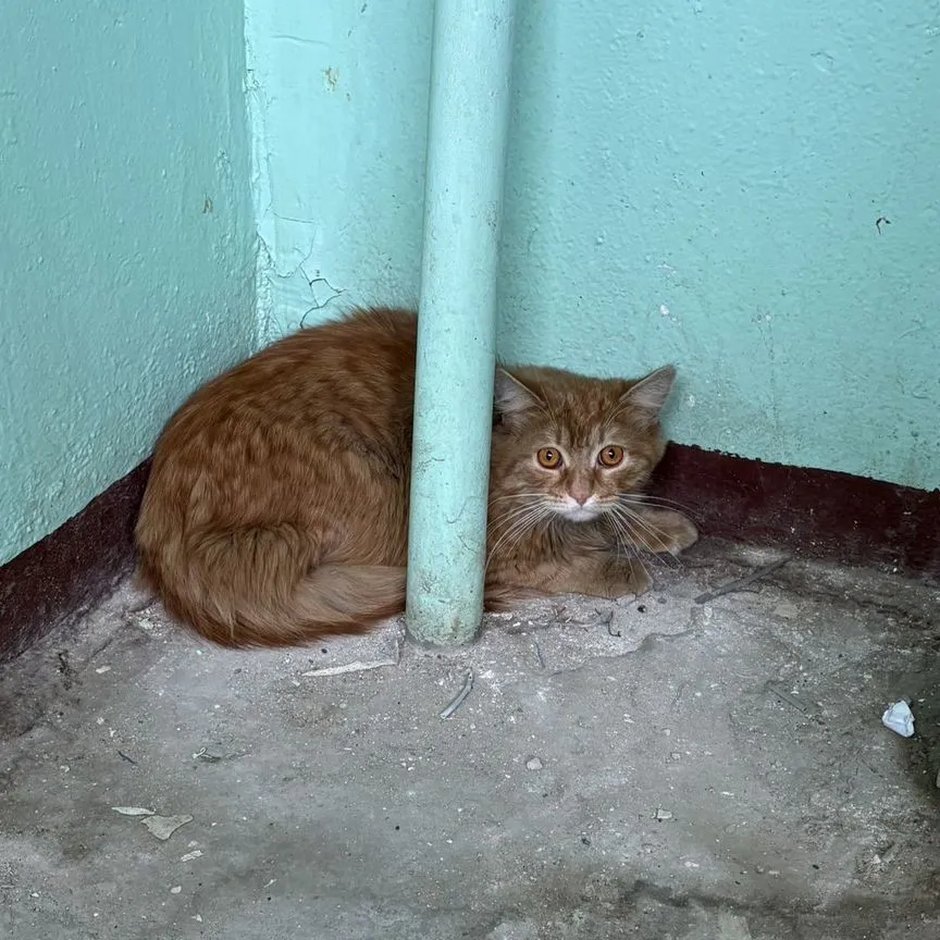 Рыжий котик в добрые руки