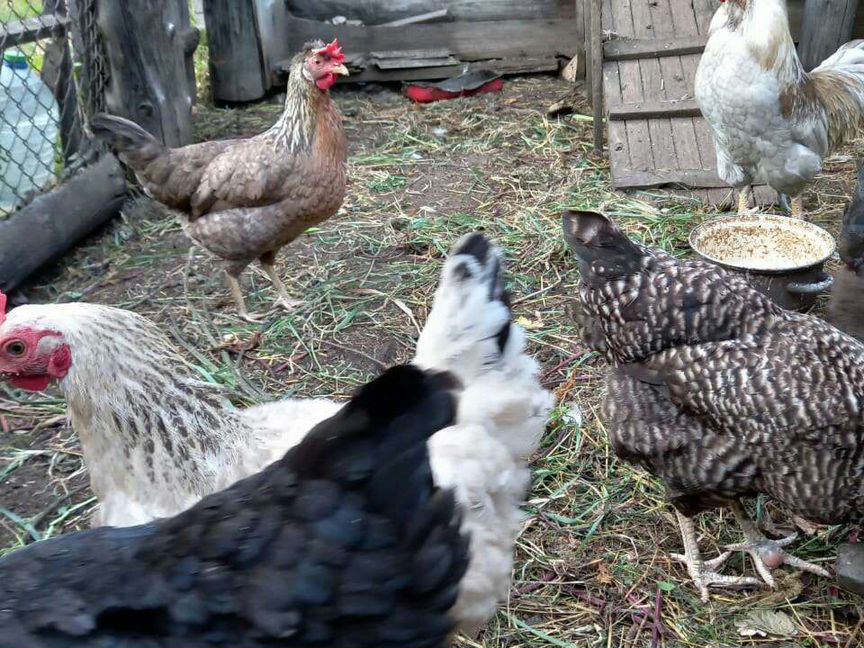 Куры несушки Доминант