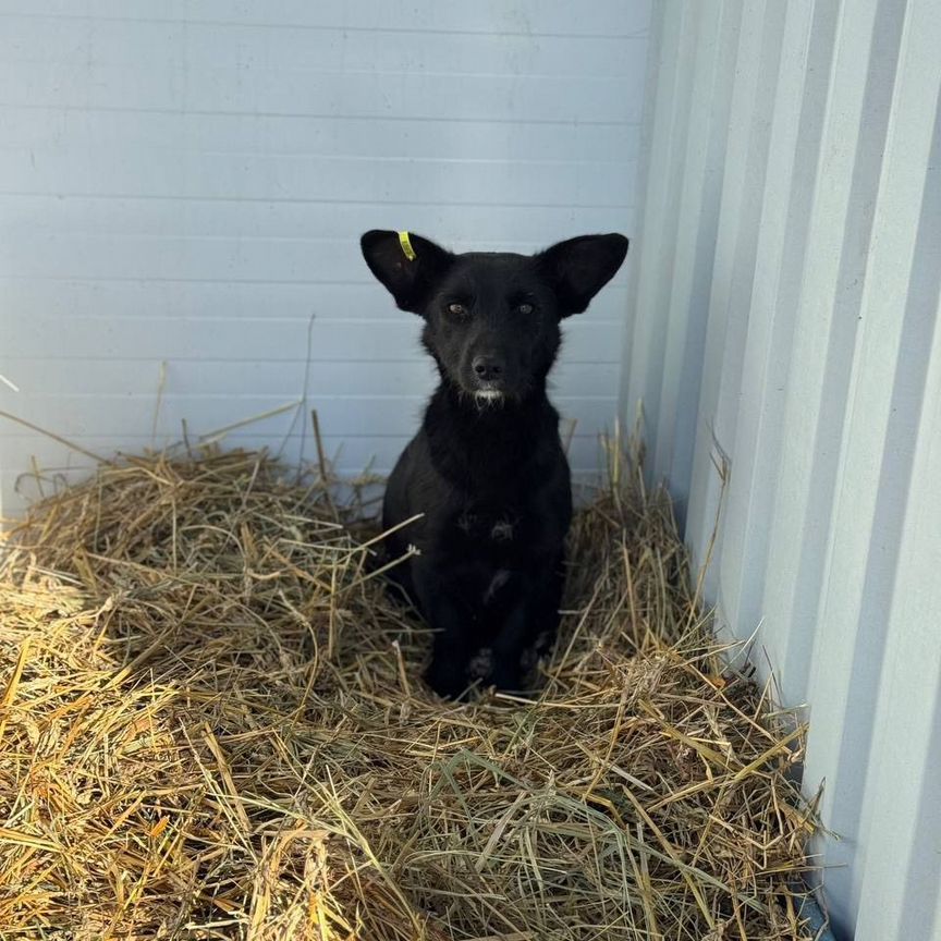 Маленький песик в гос.приюте. Ищет дом