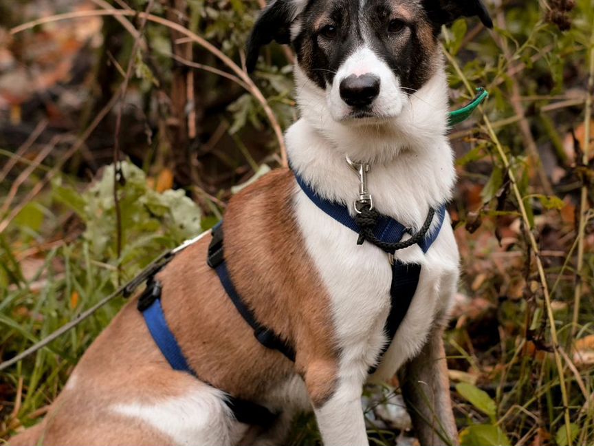 Собаки из приюта: небольшая робкая Руди