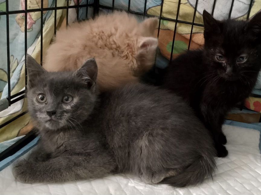 Малявочки спасенные из подвала