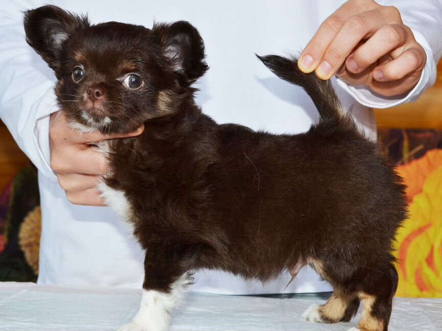 Чихуахуа мальчик темный шоколад д ш