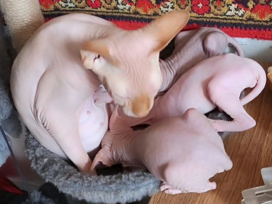 Котята сфинкс
