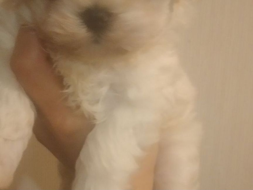 Мальтезе кобель с документами РКФ