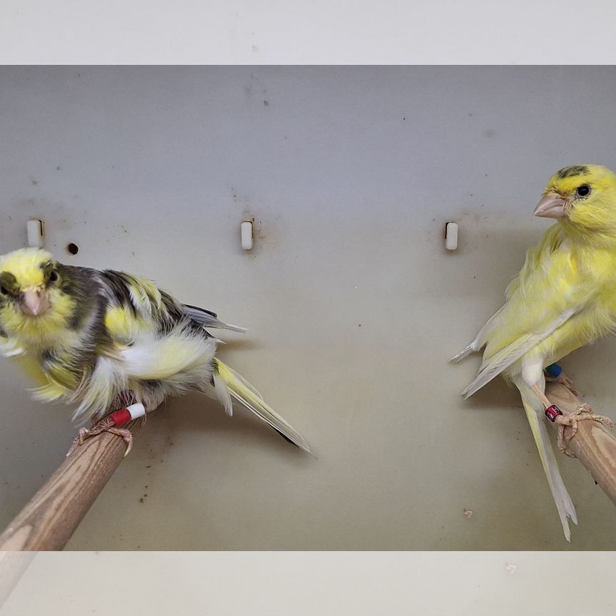 Пара канареек породы северо-голландская курчавая