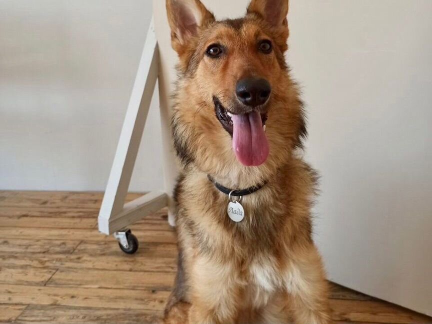 Славная собачка Лада в поиске хозяев