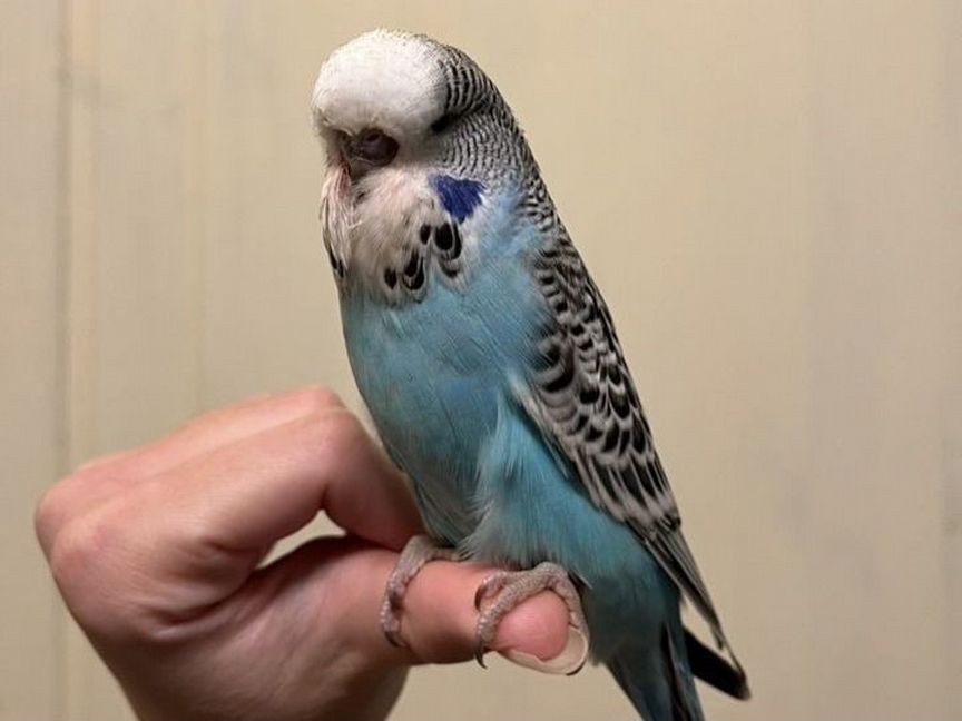 Выставочный волнистый попугай, ввп чех птенец