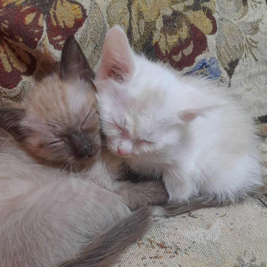 Тайский котёнок