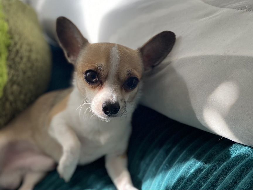 Вязка кобель чихуахуа