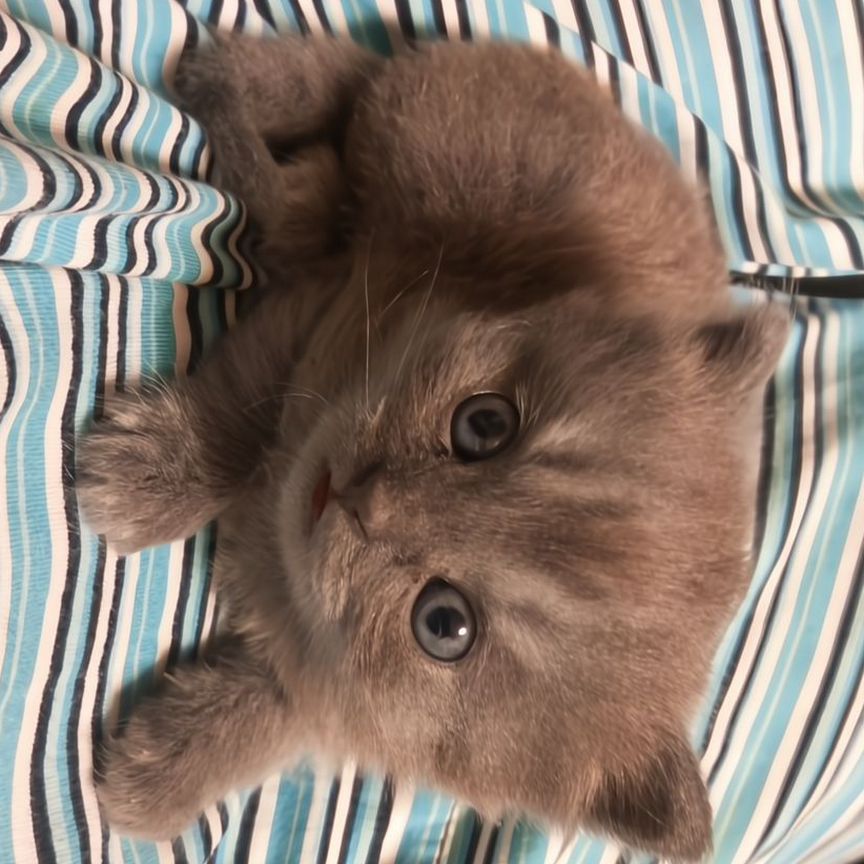 Британский длинношёрстный котёнок