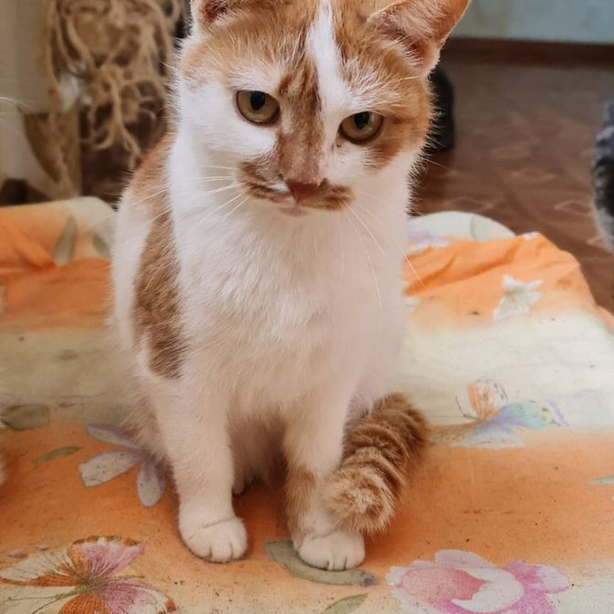 Молодая кошечка 6 месяцев