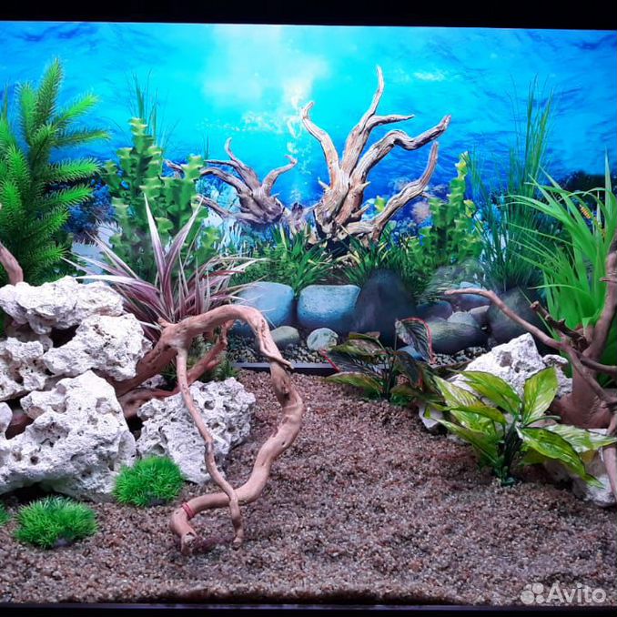 Установка, дизайн и обслуживание аквариумов