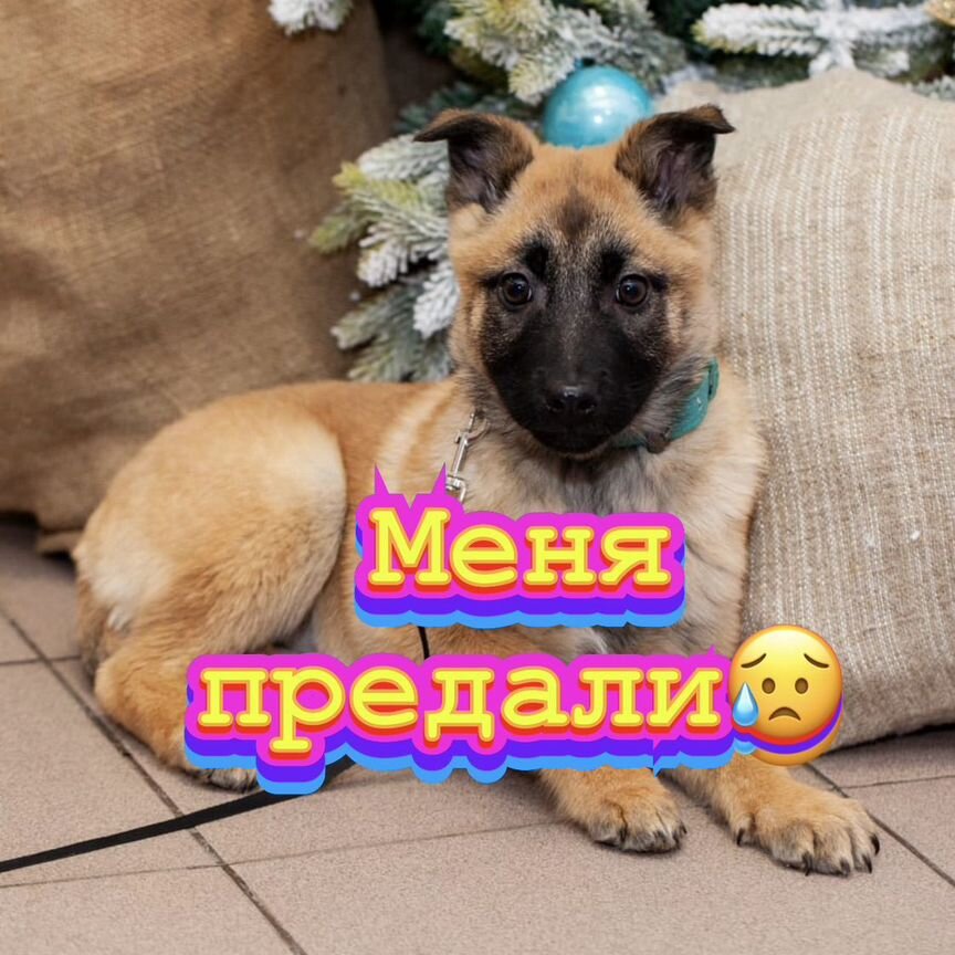 Помогите щенок бесплатно
