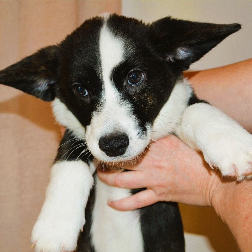 Щенок Вельш-корги кардиган