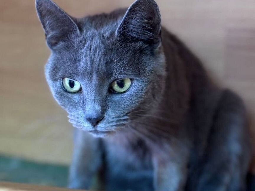 Красавица Люська ищет дом