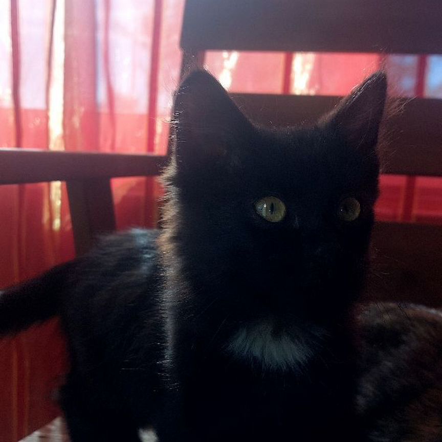 Котята(коты)