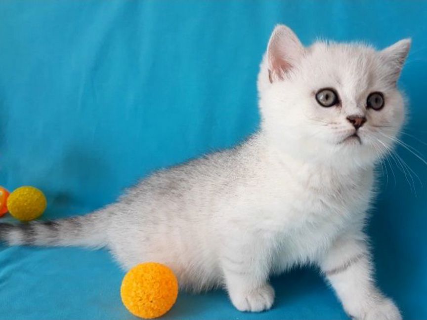 Котятки-медвежатки