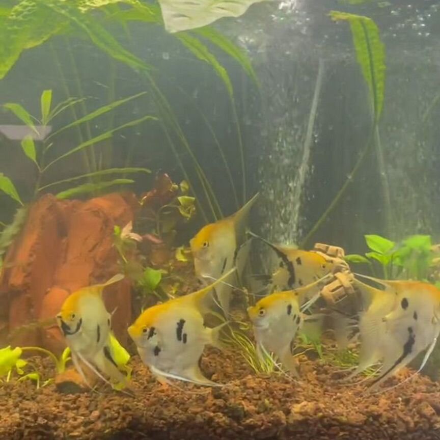 Скалярии кои