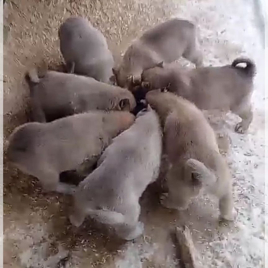 Щенки лайки зсл