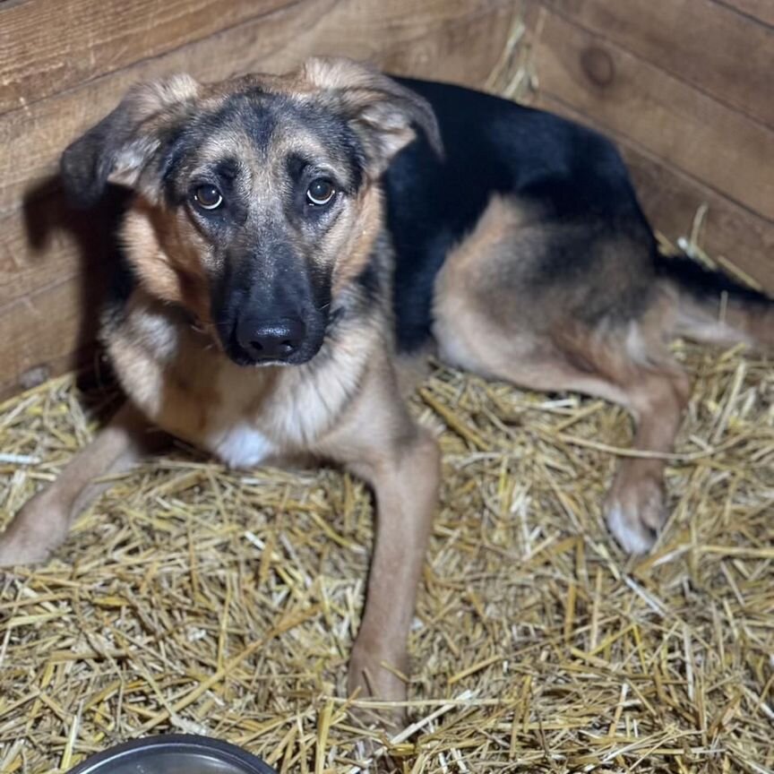 Собака Джун в добрые руки Кобель черный рыжий