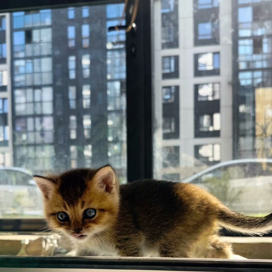 Британские котята шиншилла