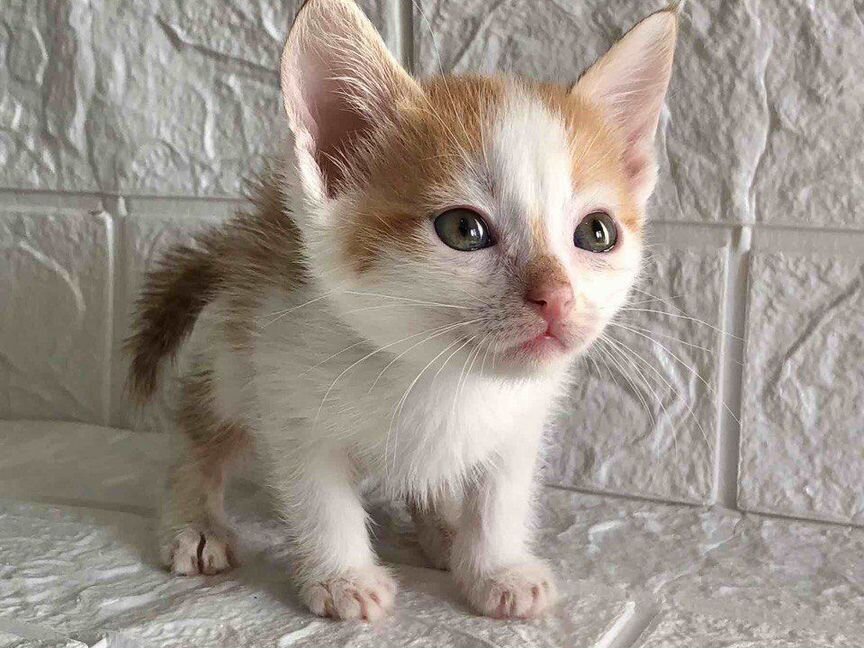 Котик и кошечка готовы к быстрому переезду в семью