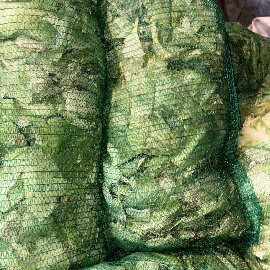 Свежий листья капуста