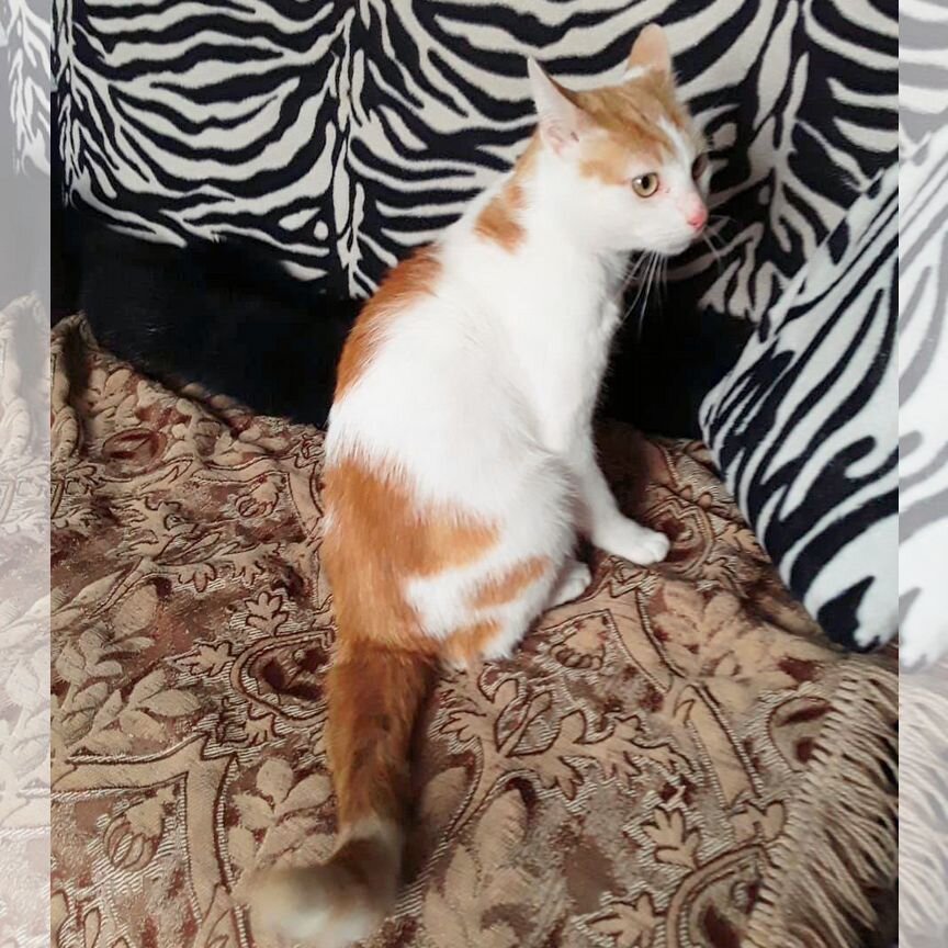 Рыжий котик в добрые руки