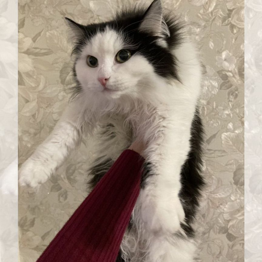 Кошечка в добрые руки бесплатно