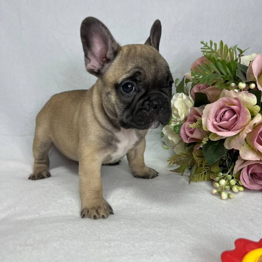 Щенки франзуского бульдога