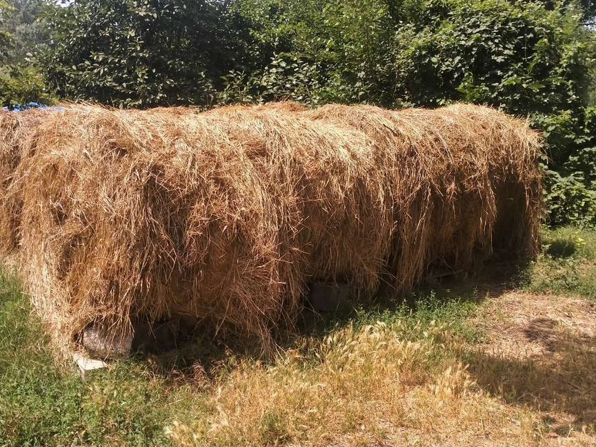 Сено в рулонах 2023