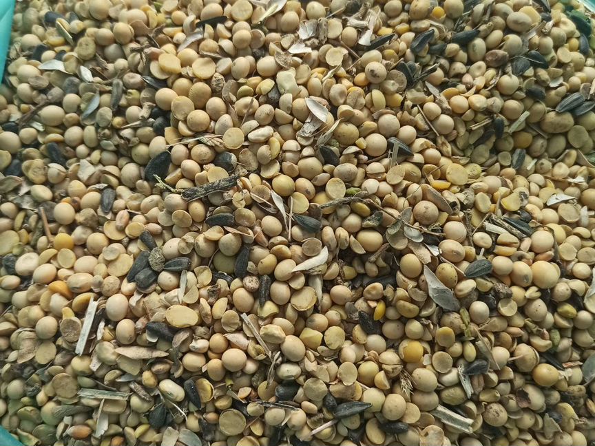 Соя кормовая бобы