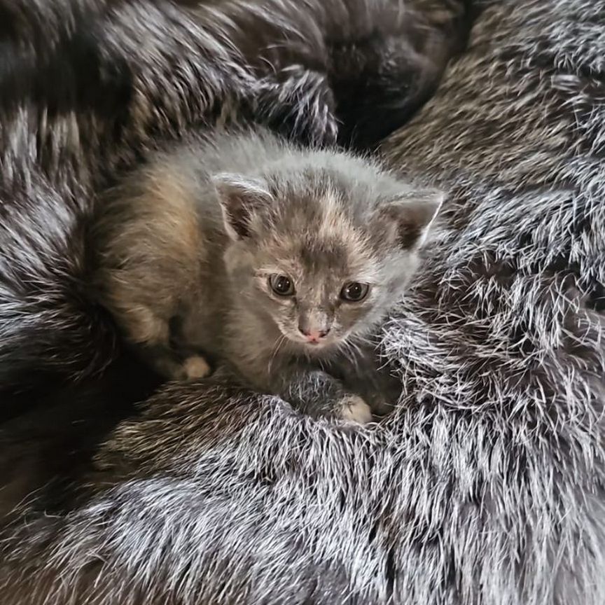 Кошечка 2.5 месяца