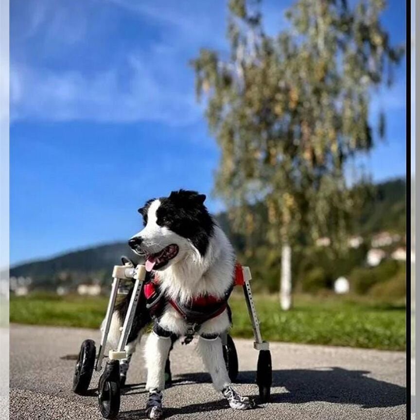 Инвалидная коляска для крупных собак