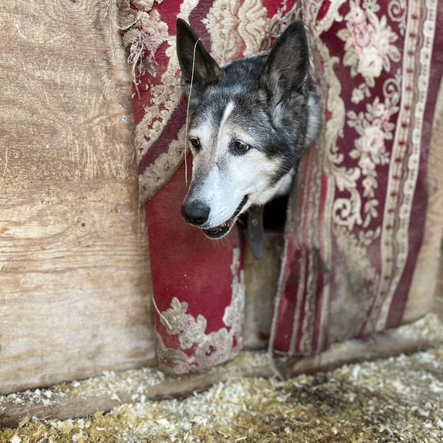 Старушка Лиза из приюта отчаялась ждать