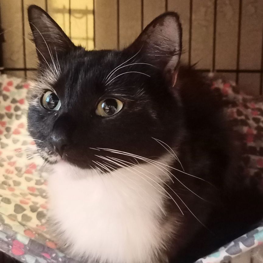 Ириска в добрые ручки