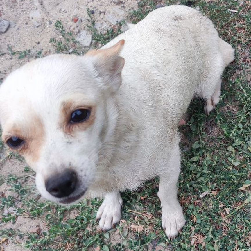 Щенки чихуахуа смесь