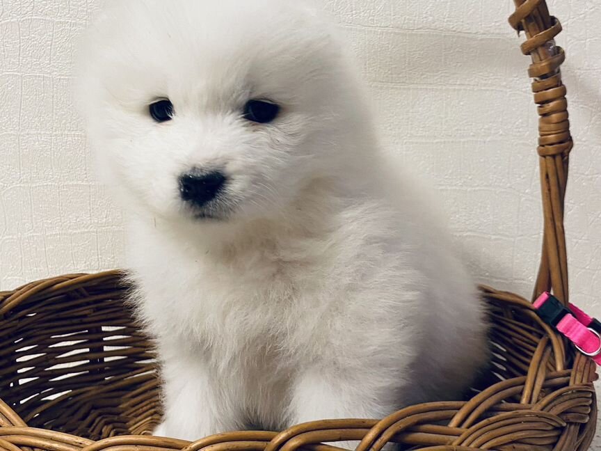 Малыши-самоеды