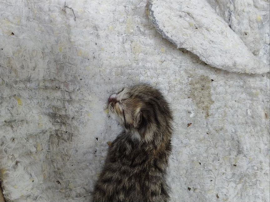 Котята в добрые руки