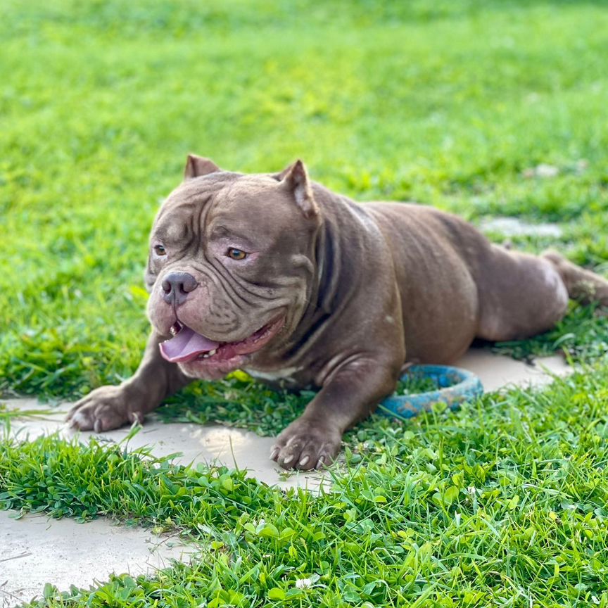 Мальчик ам булли