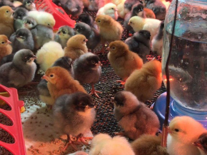 Цыплята несушки
