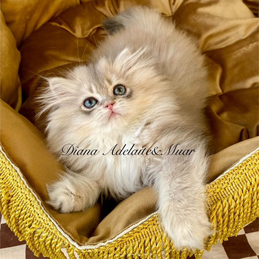 Британские котята