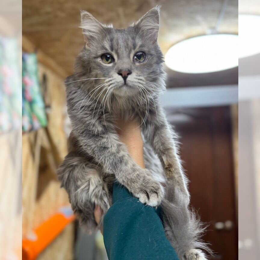 Взрослый кот в добрые руки