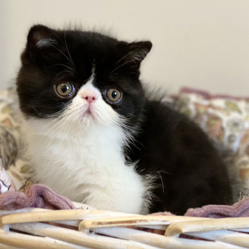 Экзотический короткошерстный котенок