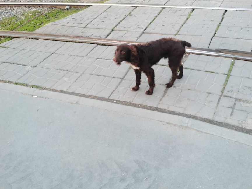 Нашли собаку