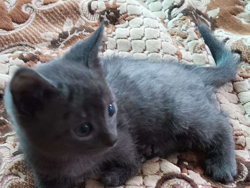 Котята в добрые руки бесплатно