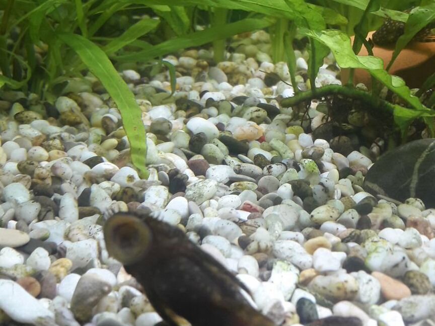 Аквариумные рыбки сомики